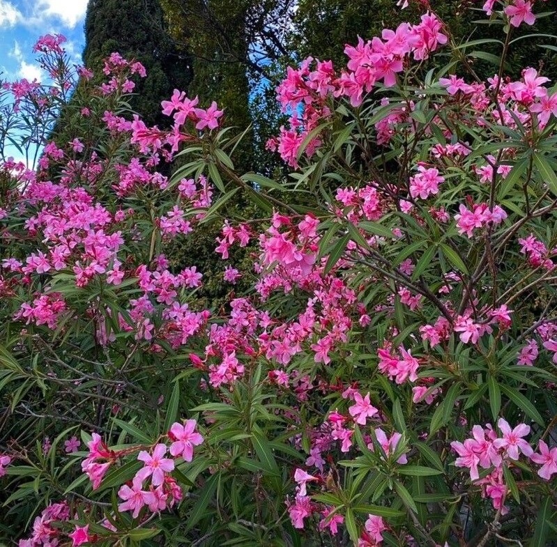 Arali flower prohibited in the UAE: Here are the details - voiceofgulf