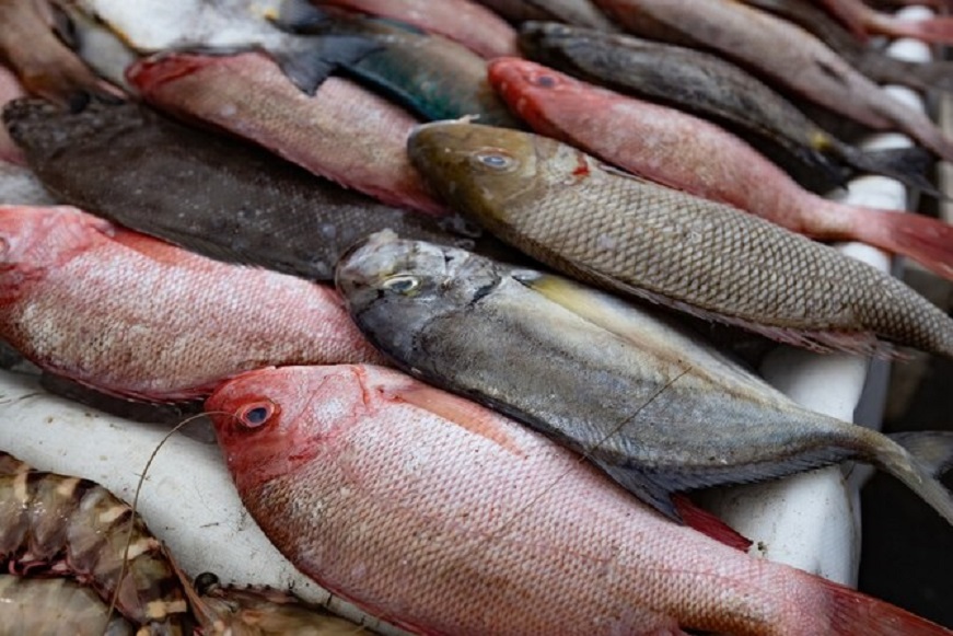 Saudi Arabia's Fish Farm Production Rises 56.4% - voiceofgulf